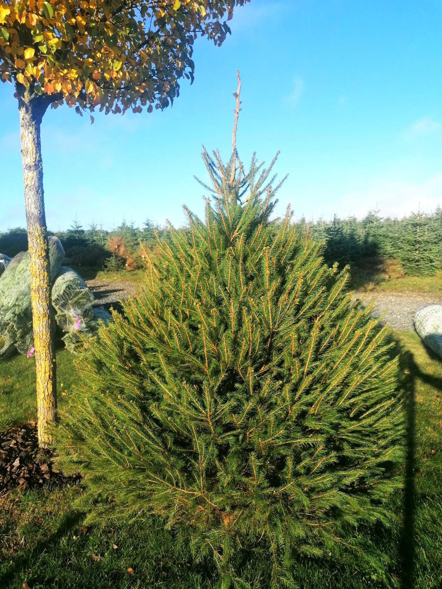 Epicéa – Art Sapin