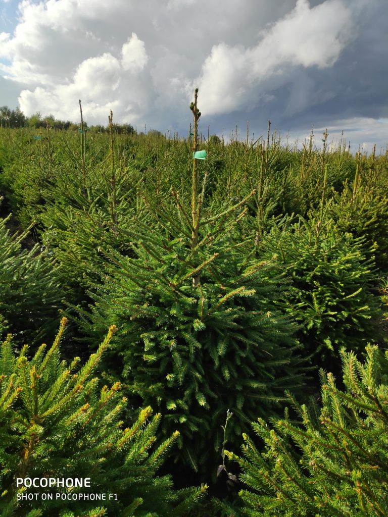 Epicéa – Art Sapin